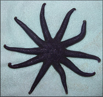 Genus Solaster